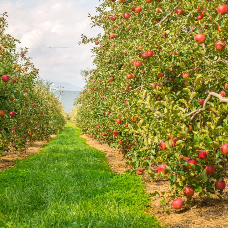 Whitney Crab Apples - Minneopa Orchards