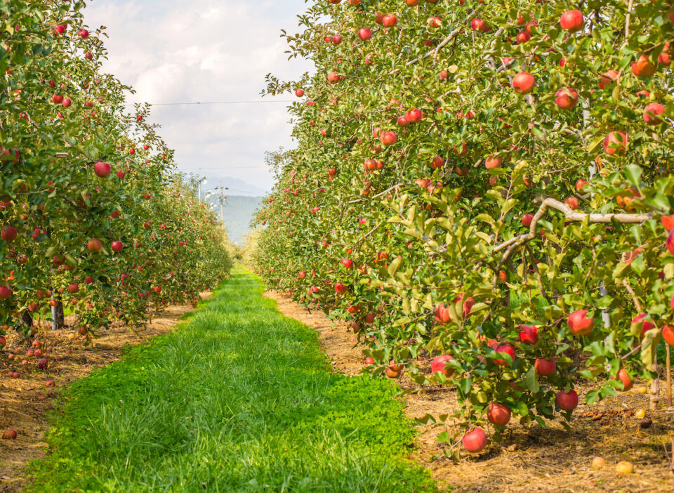 The September Wonder Apple - Minneopa Orchards