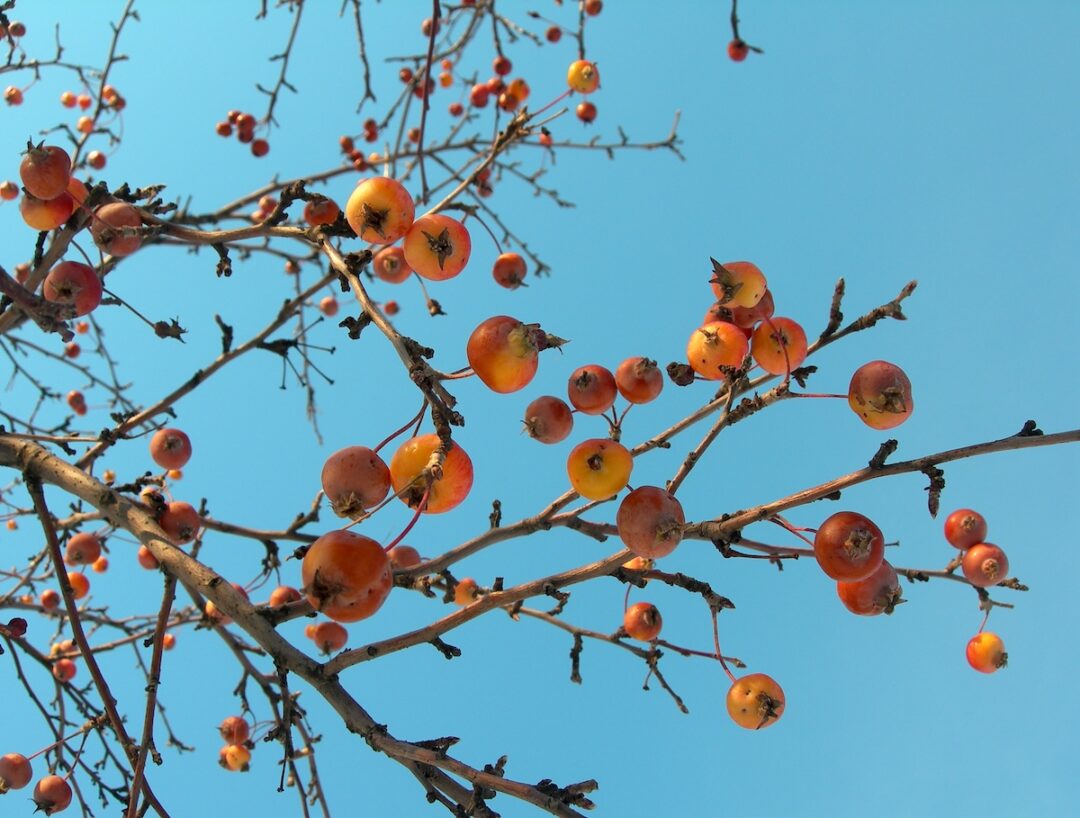 The Cinderella Crabapple Tree - Minneopa Orchards