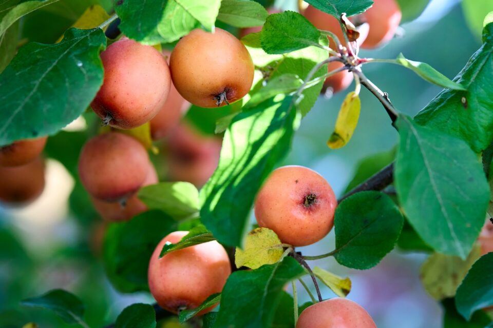 The Cinderella Crabapple Tree - Minneopa Orchards