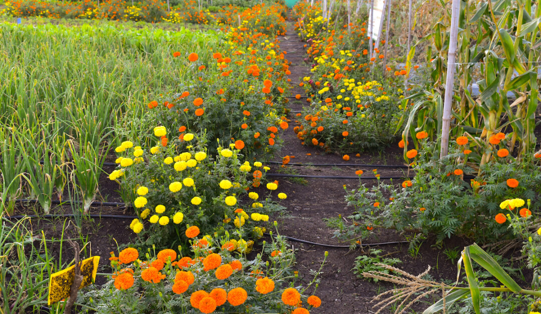 The Benefits of Companion Planting in Your Garden - Minneopa Orchards