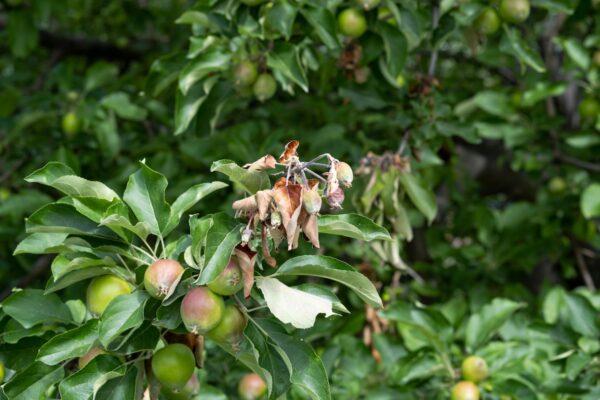 5 Crabapple Tree Diseases: How To Identify, Treat, and Prevent Each One - Minneopa Orchards