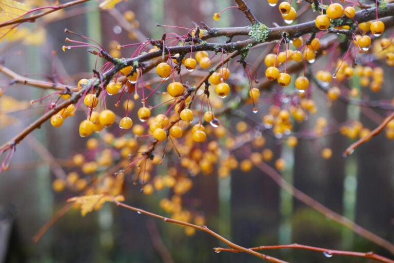 45 Crabapple Tree Varieties For You To Consider - Minneopa Orchards