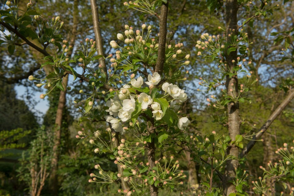 45 Crabapple Tree Varieties For You To Consider Minneopa Orchards