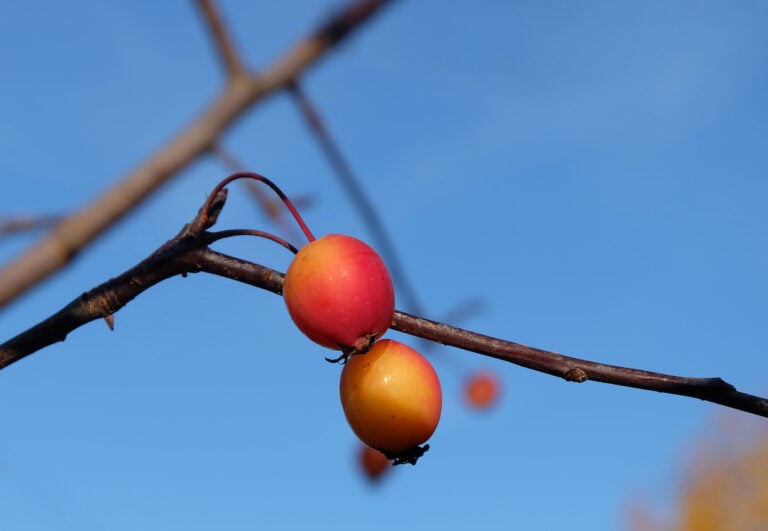 The Whitney Crabapple Tree - Minneopa Orchards