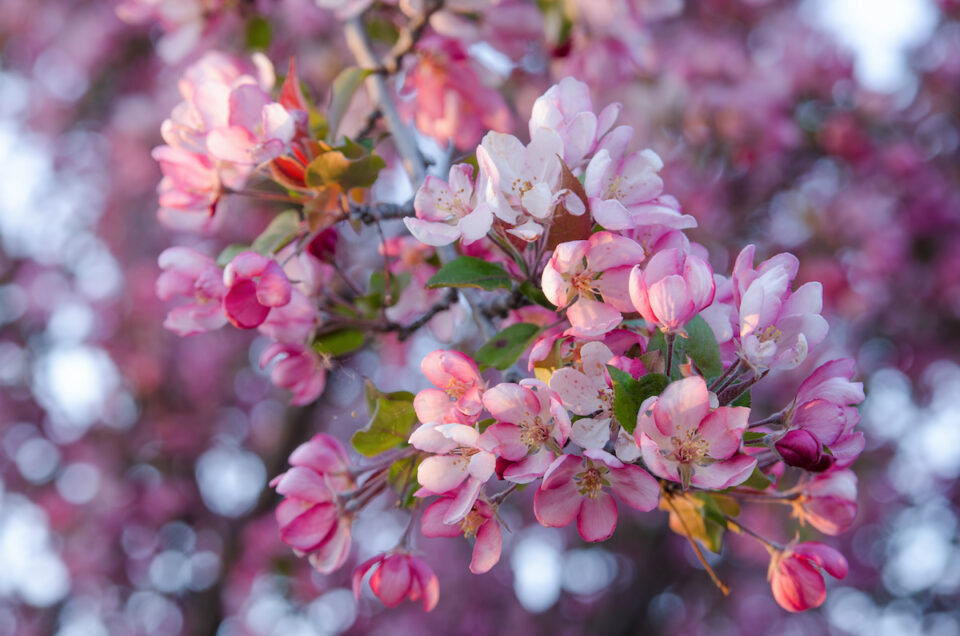 45 Crabapple Tree Varieties For You To Consider - Minneopa Orchards