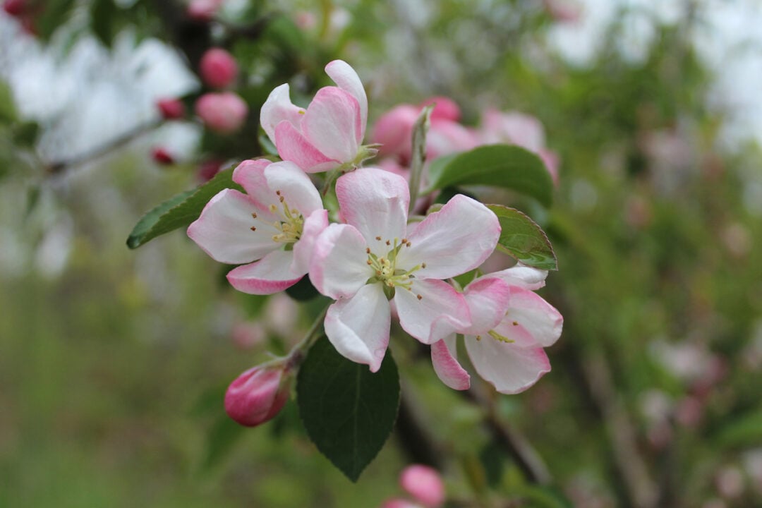 45 Crabapple Tree Varieties For You To Consider - Minneopa Orchards