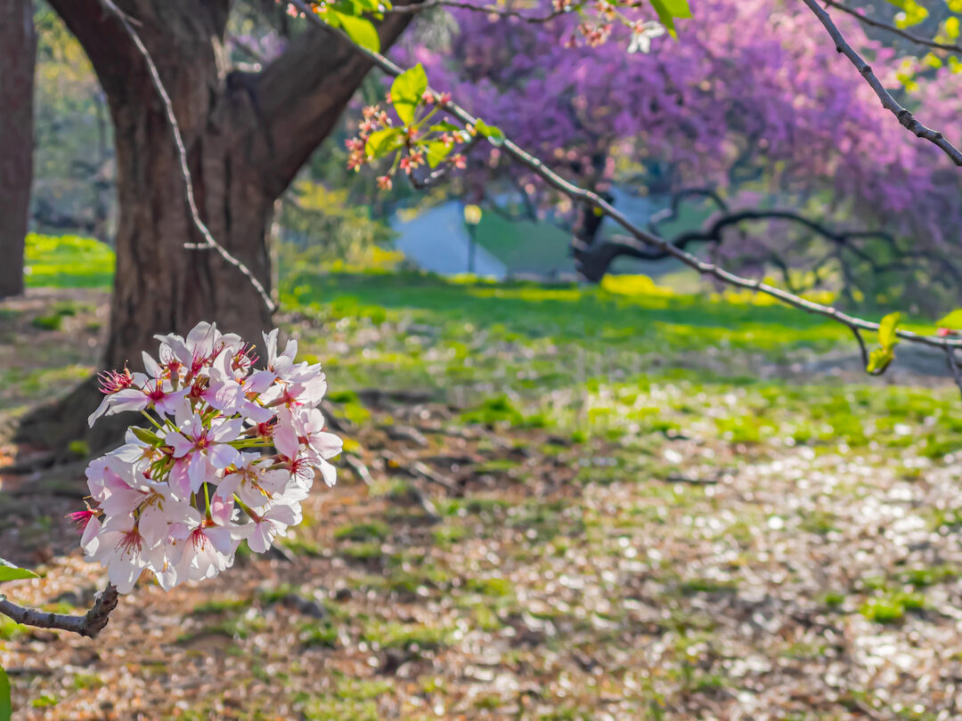 45 Crabapple Tree Varieties For You To Consider - Minneopa Orchards