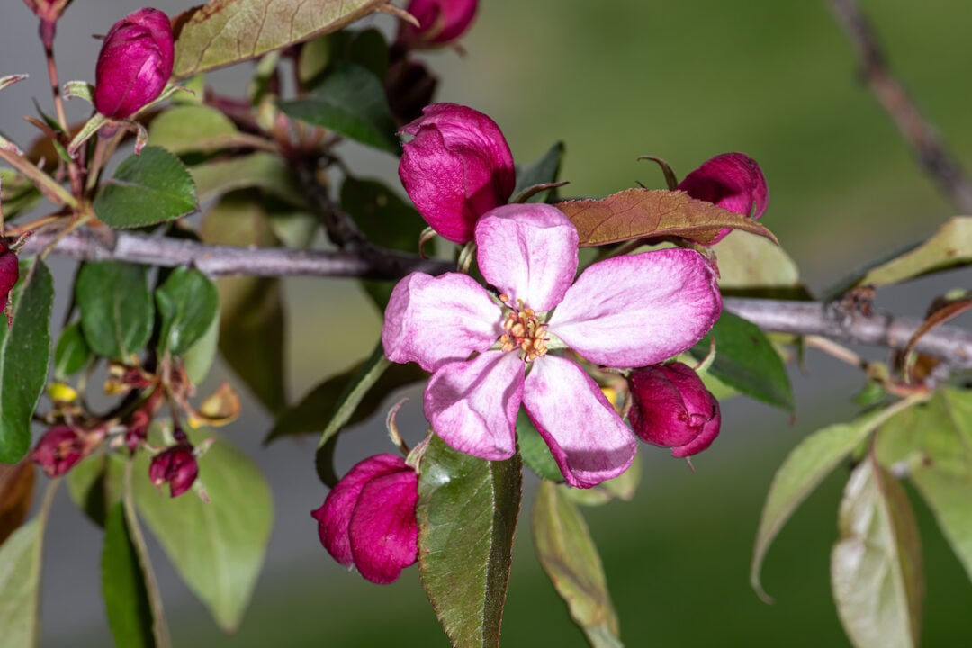 The Pink Spires Crabapple Tree - Minneopa Orchards