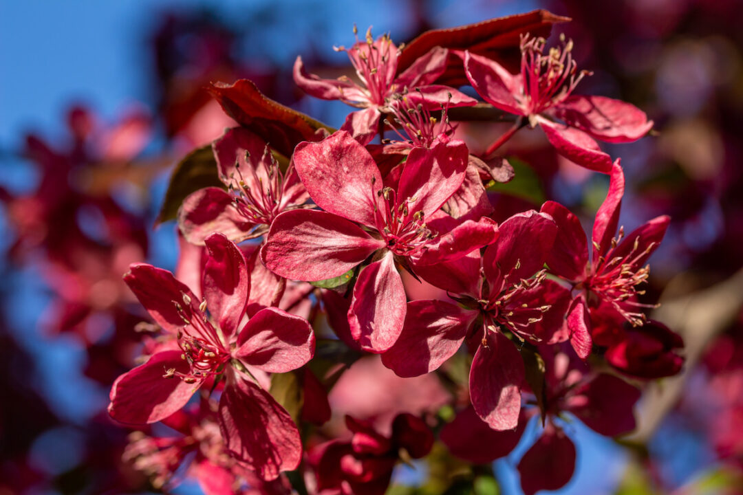 The Royalty Crabapple Tree - Minneopa Orchards