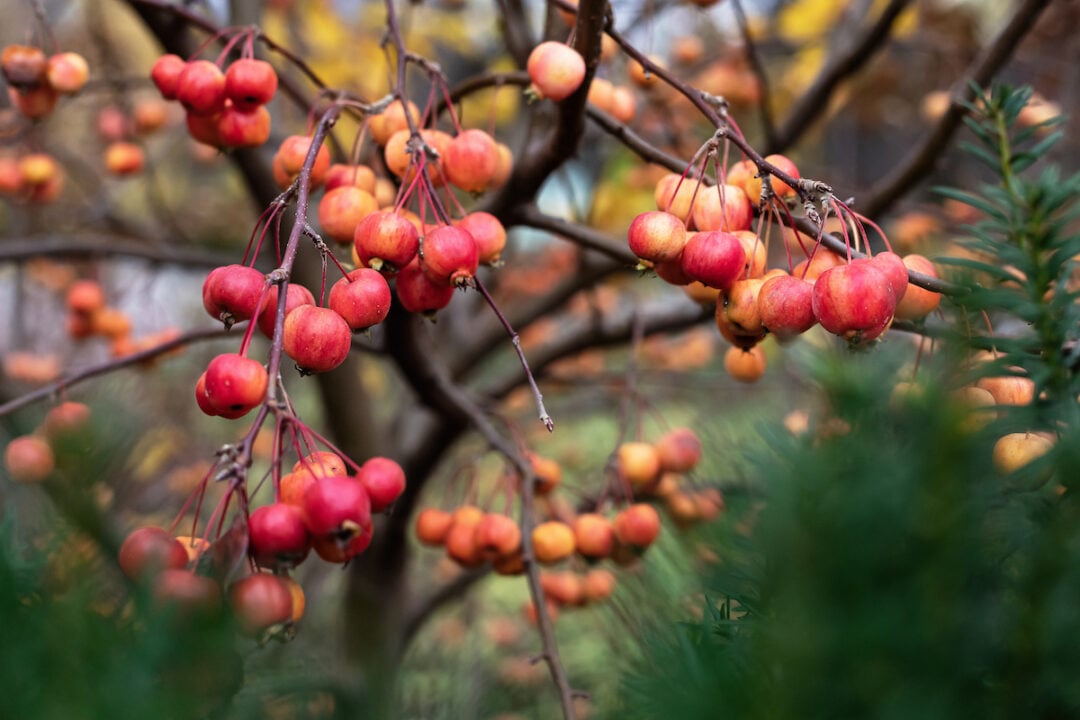 The Evereste Crabapple Tree - Minneopa Orchards