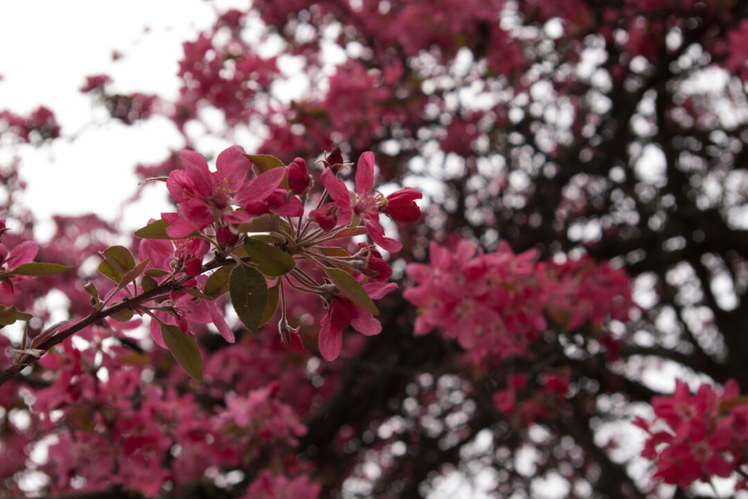 45 Crabapple Tree Varieties For You To Consider - Minneopa Orchards