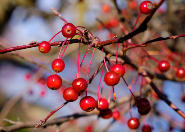 45 Crabapple Tree Varieties For You To Consider - Minneopa Orchards