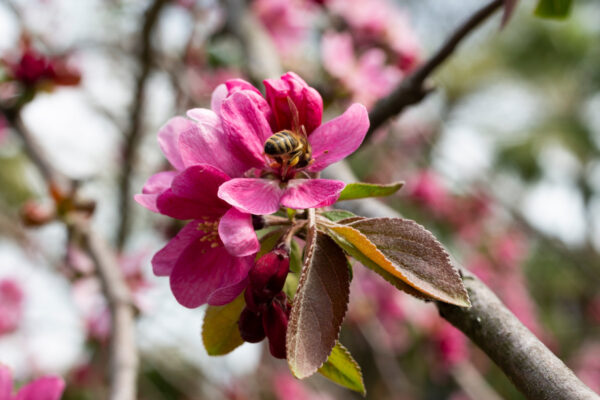 45 Crabapple Tree Varieties For You To Consider - Minneopa Orchards