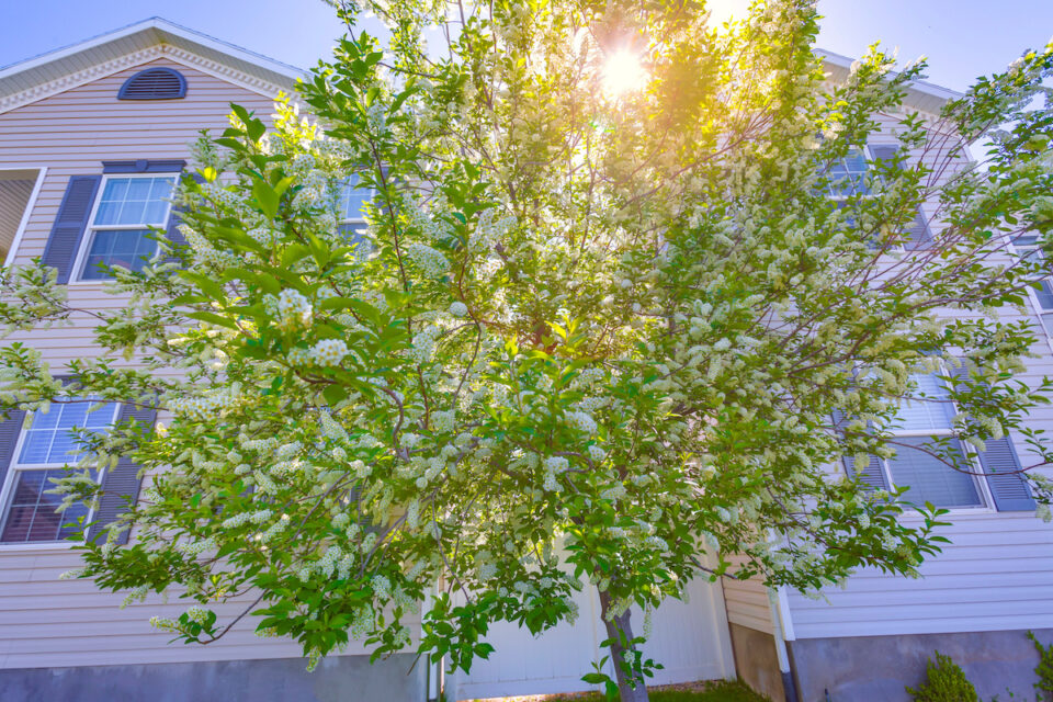 45 Crabapple Tree Varieties For You To Consider - Minneopa Orchards