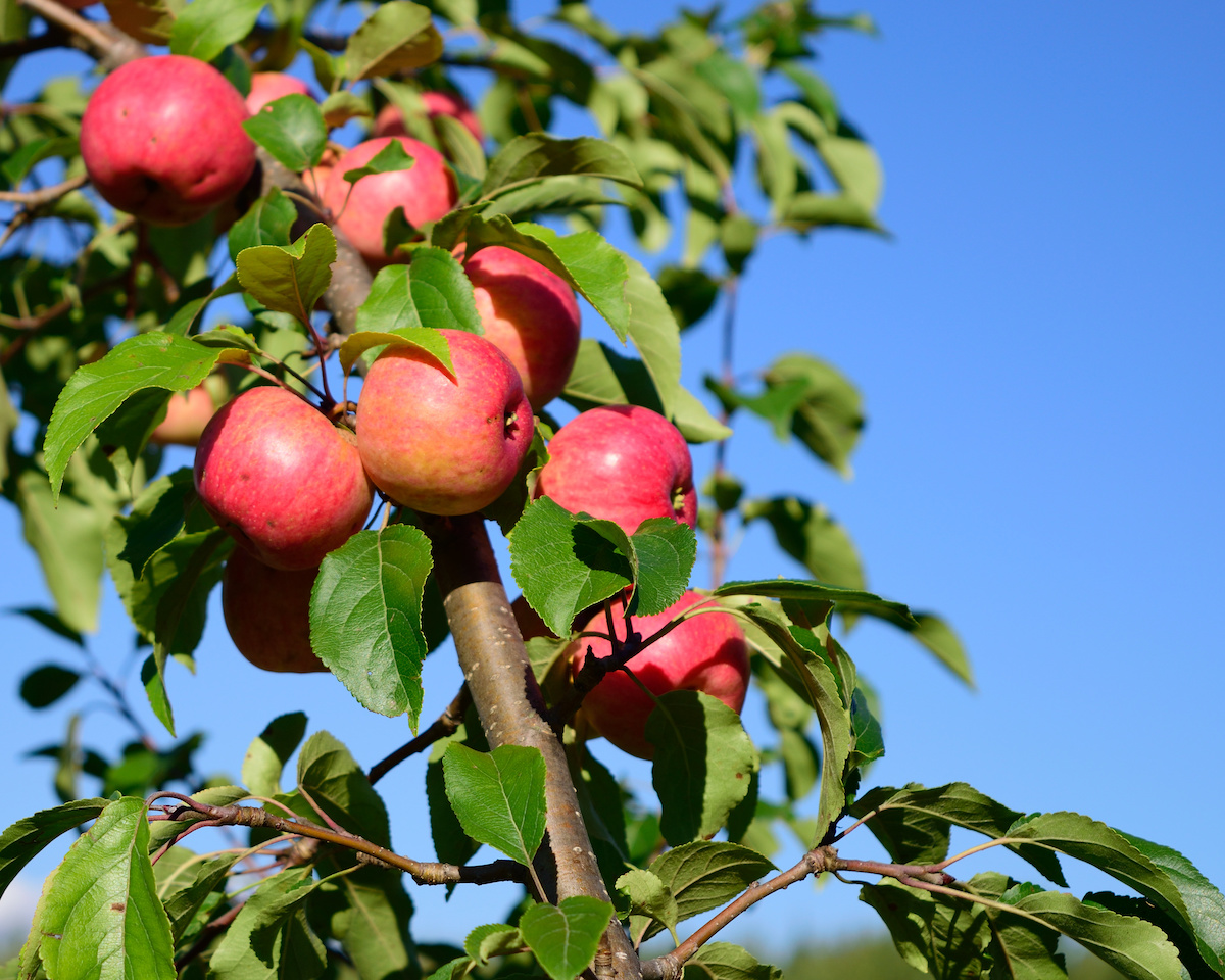 The Chestnut Crabapple Tree - Minneopa Orchards