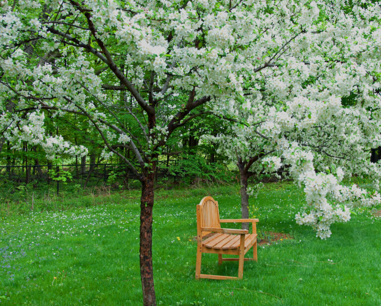 The Radiant Crabapple Tree - Minneopa Orchards