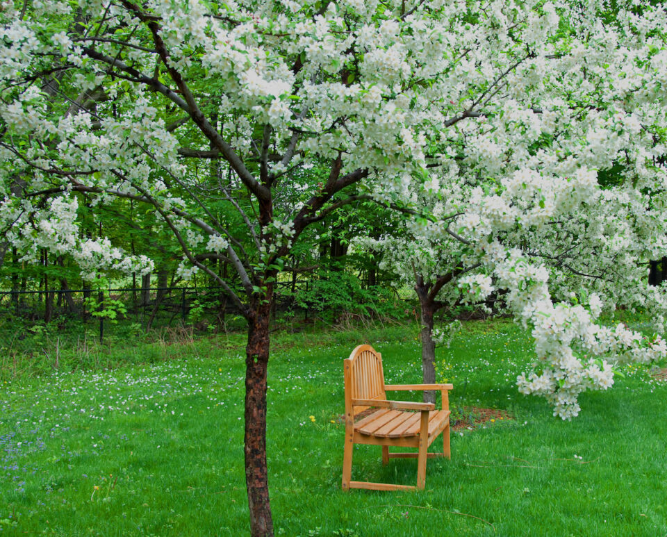 The Radiant Crabapple Tree - Minneopa Orchards