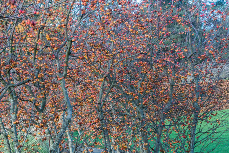 The Evereste Crabapple Tree - Minneopa Orchards