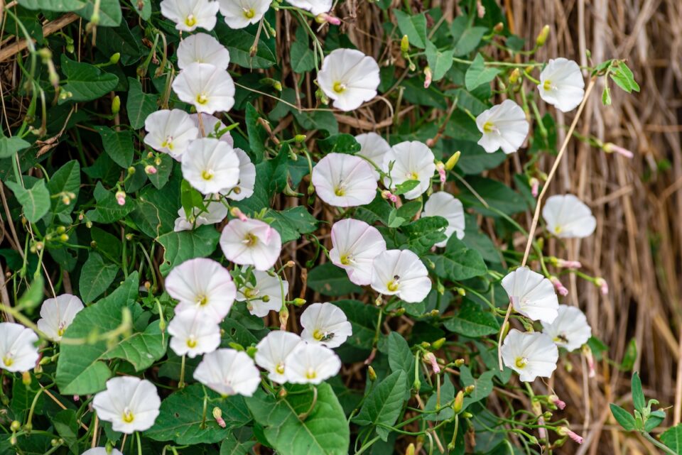 Field Bindweed - Minneopa Orchards