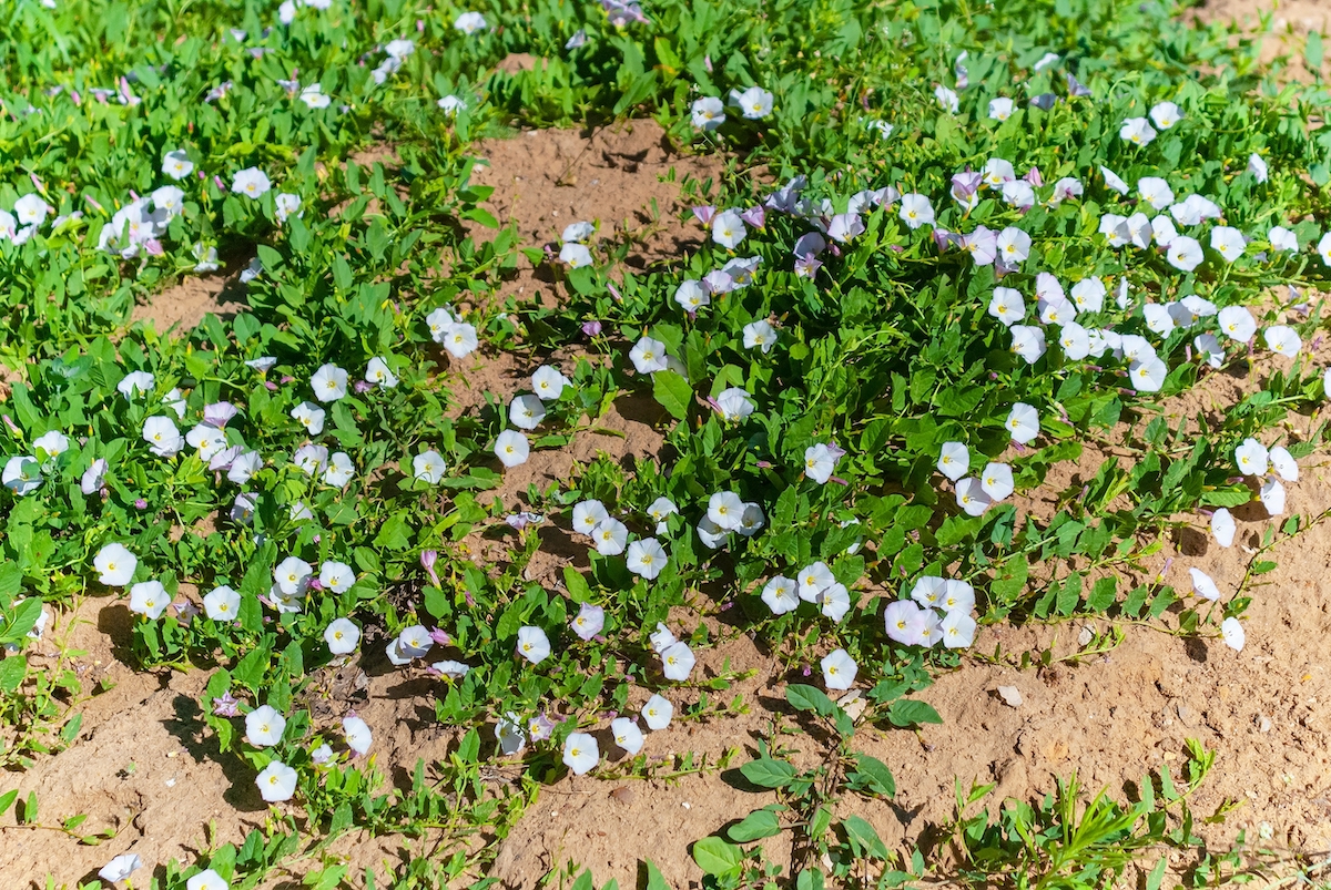 Field Bindweed - Minneopa Orchards