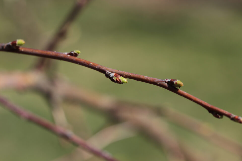 The Golden Raindrops Crabapple Tree - Minneopa Orchards