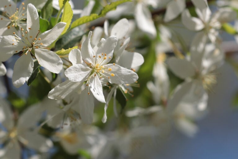 The Golden Raindrops Crabapple Tree - Minneopa Orchards