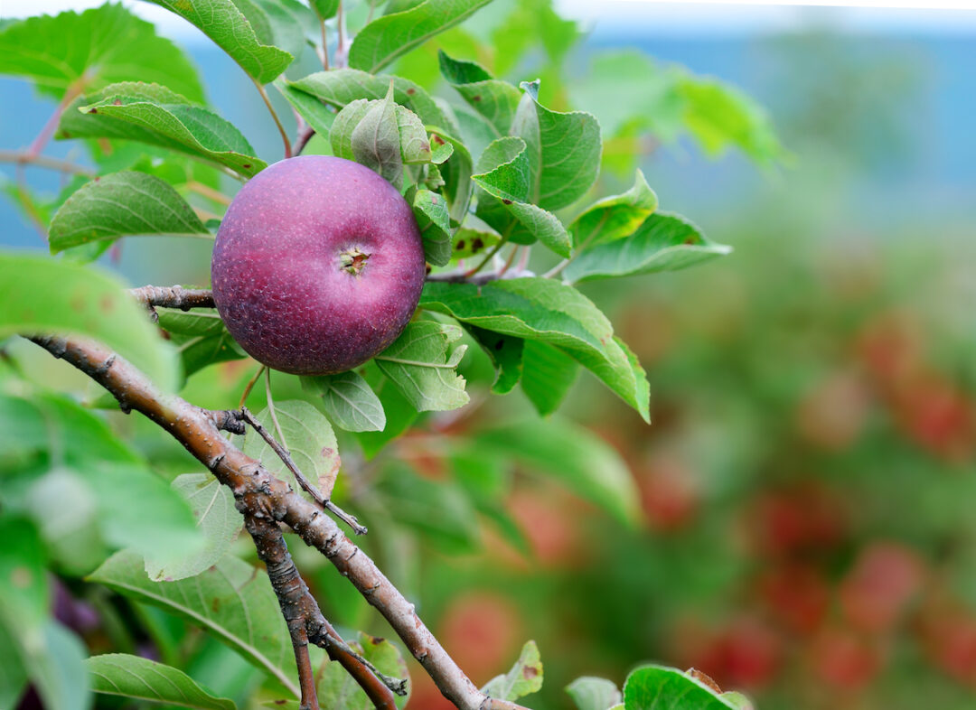 All About Heirloom Apple Trees and 21 Popular Varieties - Minneopa Orchards