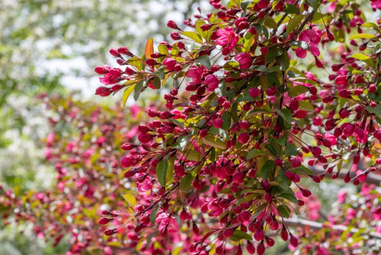 The Cardinal Crabapple Tree - Minneopa Orchards