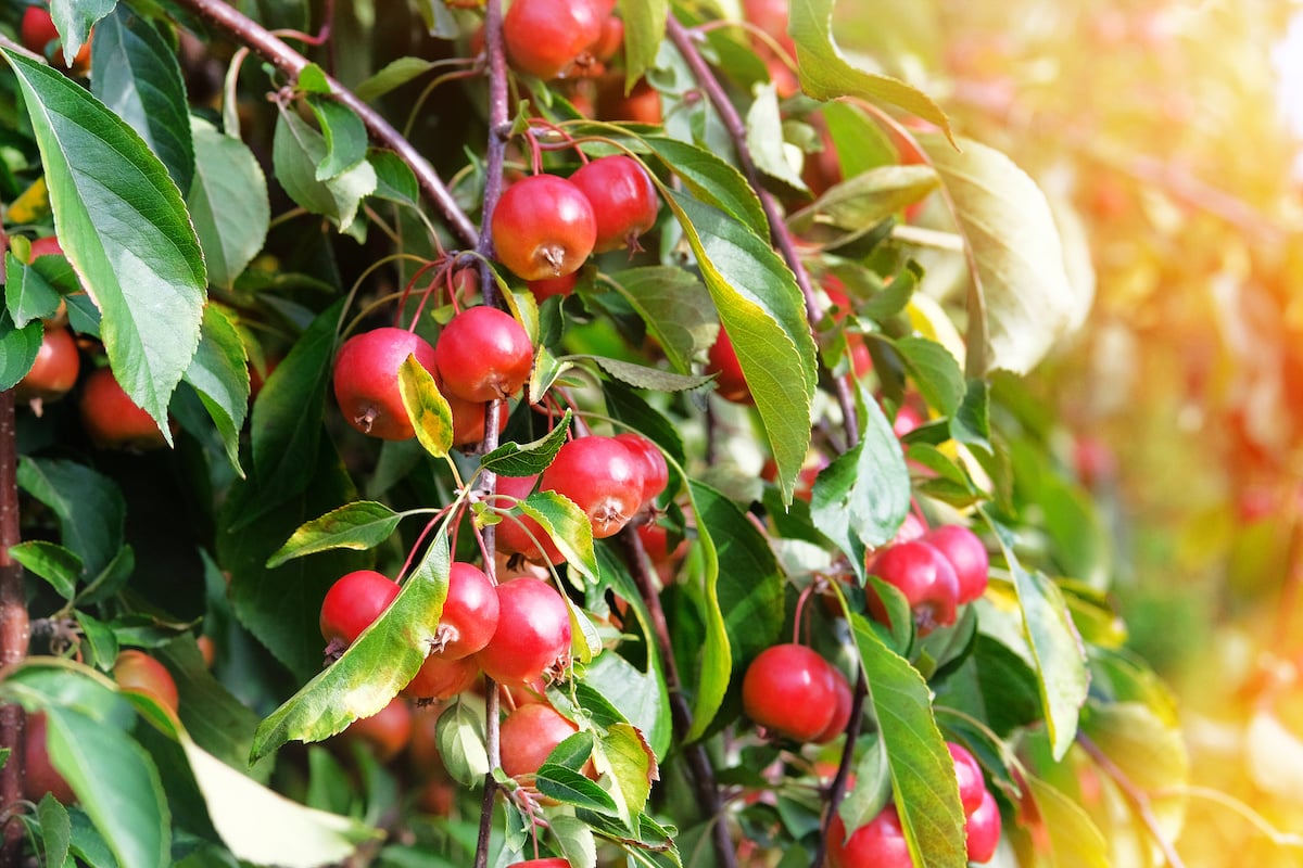 How To Plant a Crabapple Tree and Beautify Your Garden - Minneopa Orchards