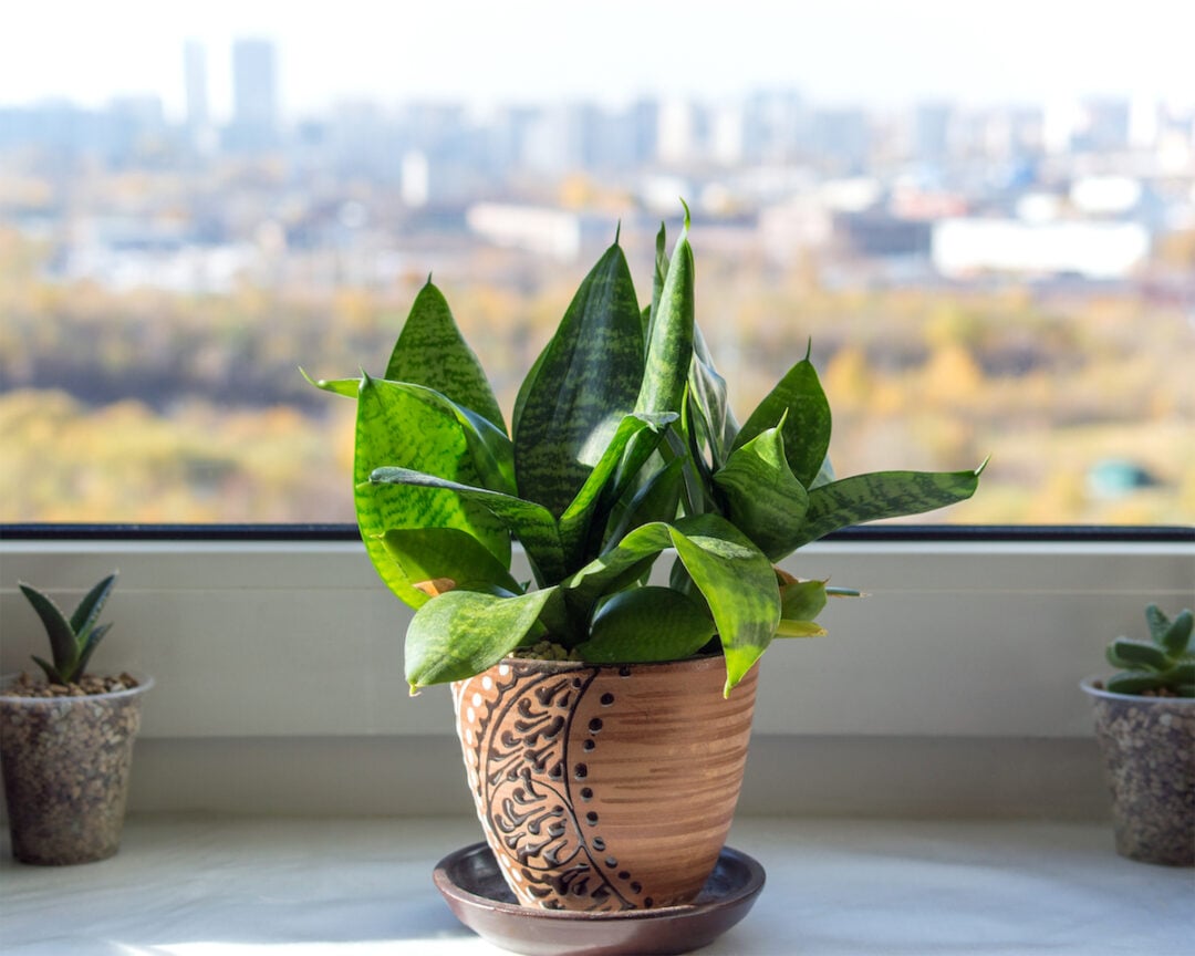 10 Low-Maintenance Plants for a Beautiful Garden - Minneopa Orchards