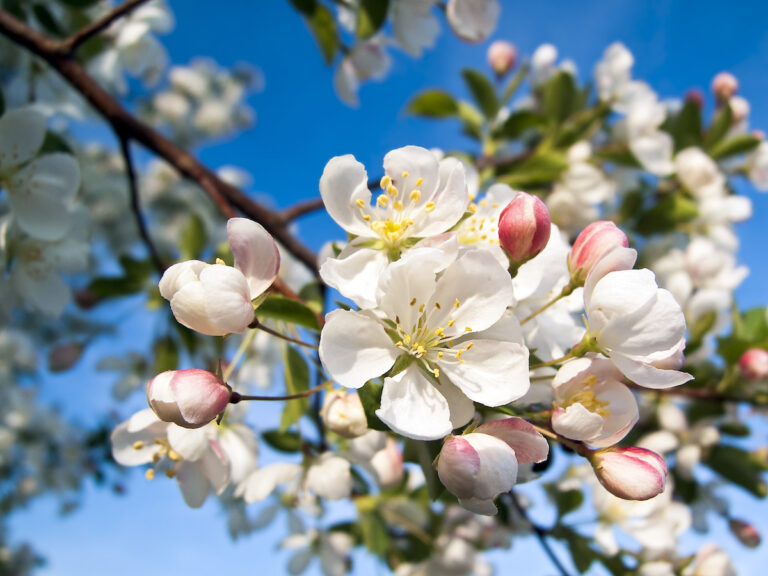 The Firebird Crabapple Tree - Minneopa Orchards
