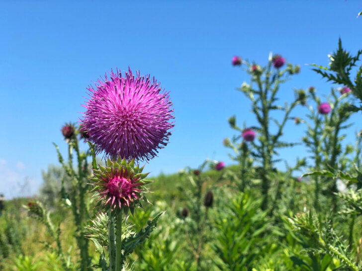 All About Musk Thistle - Minneopa Orchards