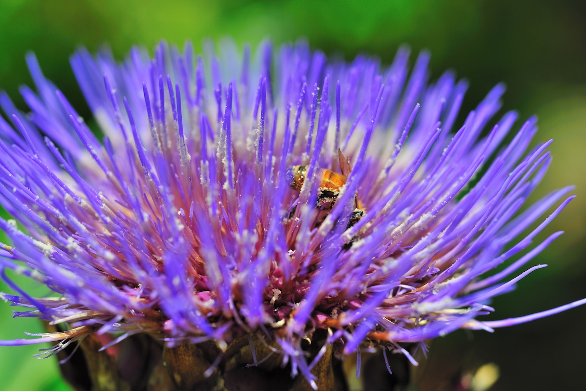 All About Musk Thistle - Minneopa Orchards