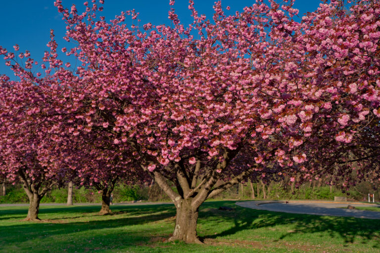 The Velvet Pillar Crabapple Tree - Minneopa Orchards