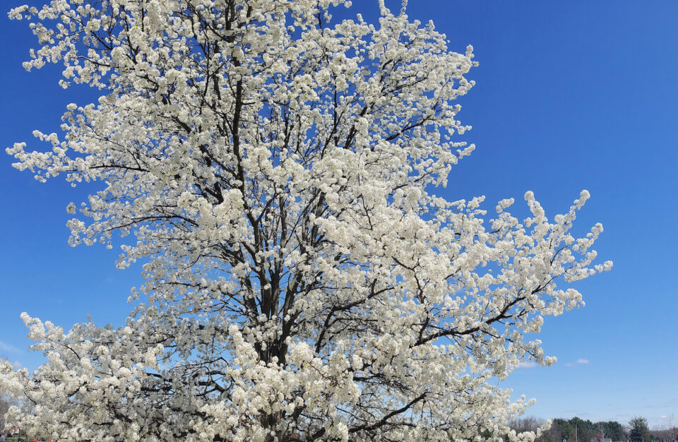 How To Prune A Crabapple Tree - Minneopa Orchards