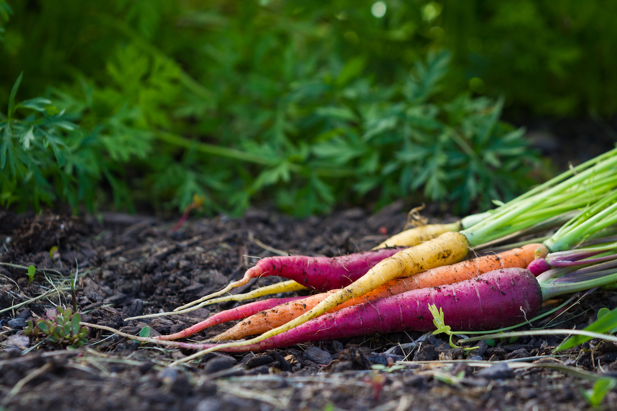 Carrot Plant - Minneopa Orchards