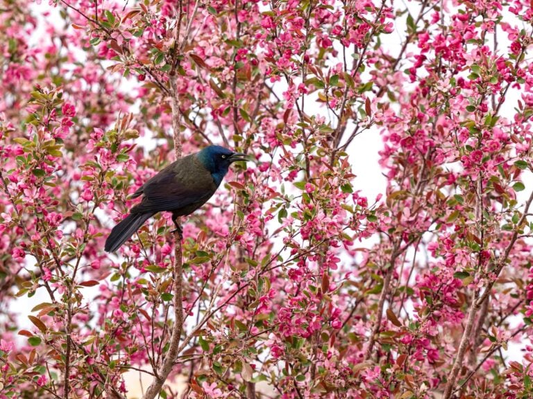 The Red Baron Crabapple Tree - Minneopa Orchards