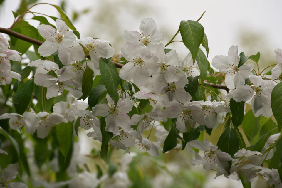 The Red Jade Crabapple Tree - Minneopa Orchards