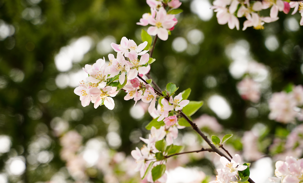 The Red Jade Crabapple Tree - Minneopa Orchards