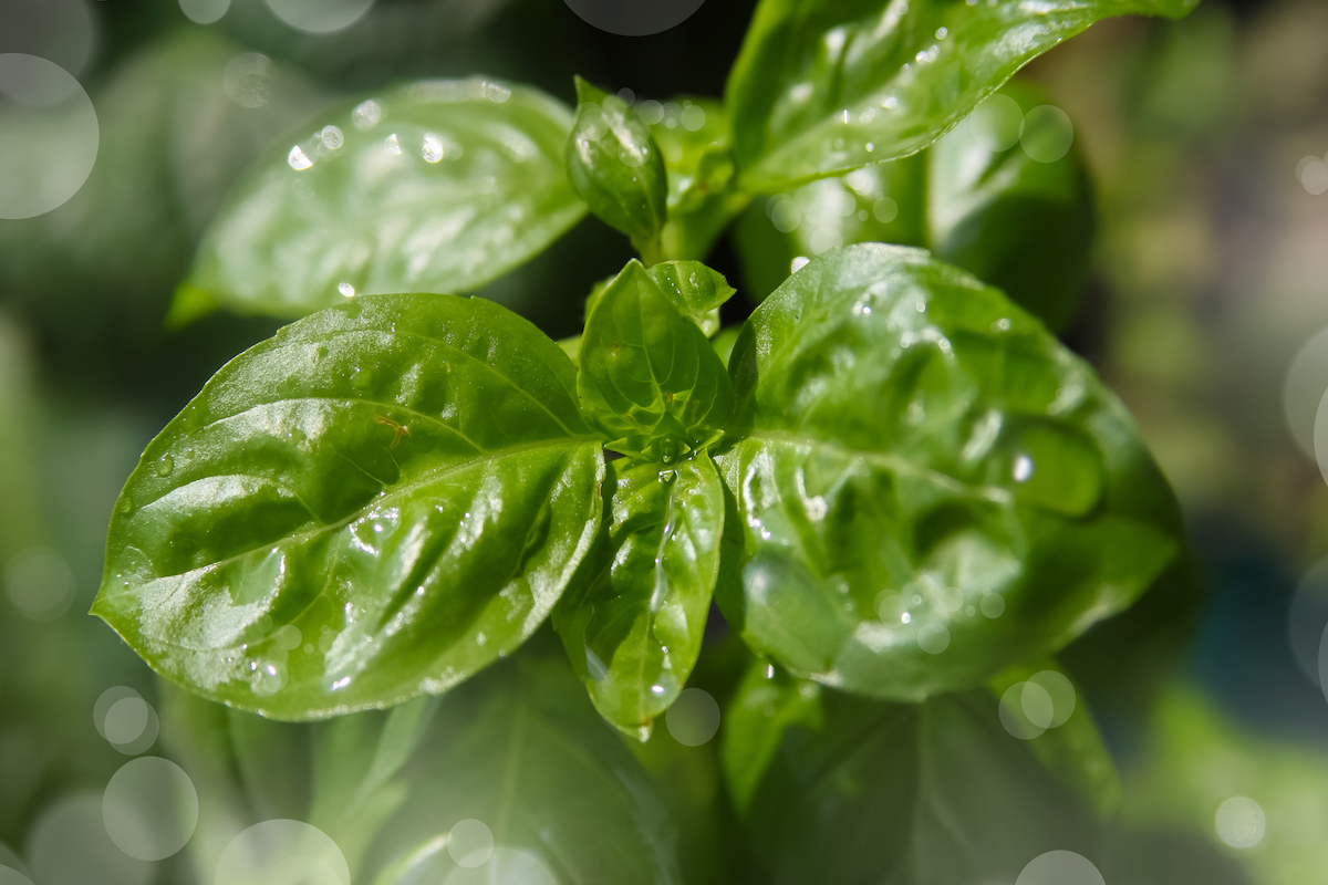 10 Companion Plants For Okra - Minneopa Orchards