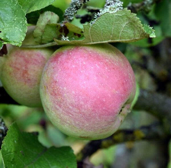 The Sheep's Nose Apple - Minneopa Orchards