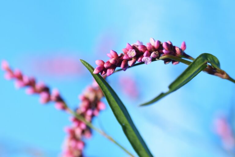 All About Smartweed - Minneopa Orchards