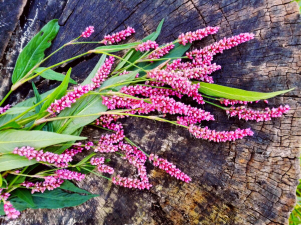 All About Smartweed - Minneopa Orchards