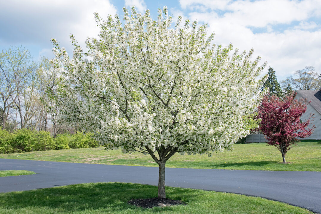 The Firebird Crabapple Tree - Minneopa Orchards