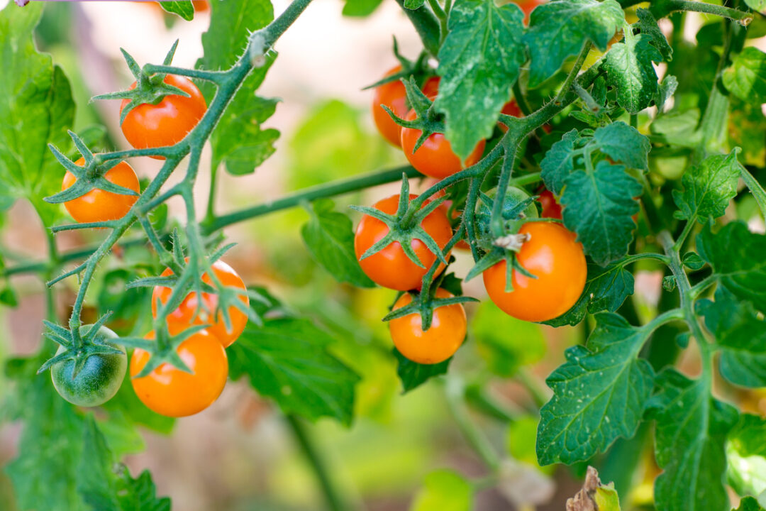 All About The Brilliant Sungold Tomato Minneopa Orchards