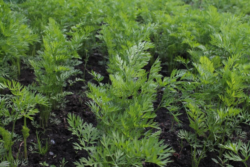 All About Thumbelina Carrots - Minneopa Orchards