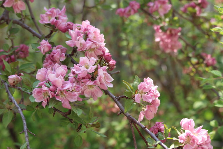 The Coralburst Crabapple Tree - Minneopa Orchards