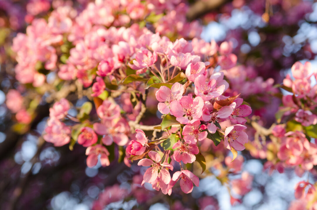 The Thunderchild Crabapple Tree - Minneopa Orchards