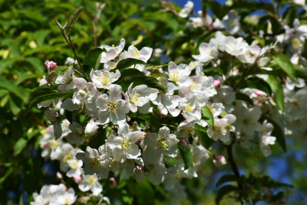 The Tina Crabapple Tree - Minneopa Orchards